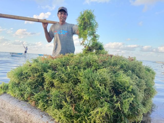 KKP Bangun Modeling Budidaya Rumput Laut di Rote Ndao untuk Tingkatkan ... KKP Bangun Modeling Budidaya Rumput Laut di Rote Ndao untuk Tingkatkan ...
